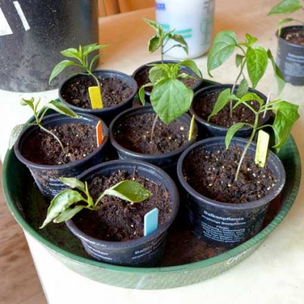 Starting summer chillis - Diary of a Brussels Kitchen Garden