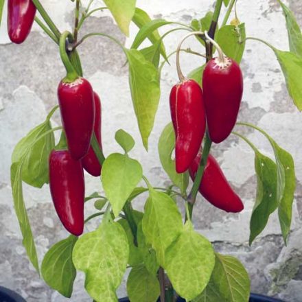 Chilli Pepper Gallery 2019 (Part 1) - Diary of a Brussels Kitchen Garden