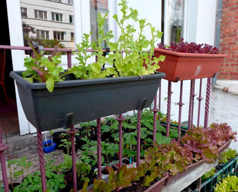 Bolting Lettuce - Diary of a Brussels Kitchen Garden
