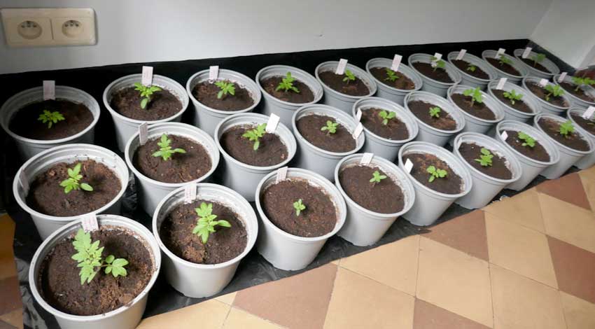 Potting up - do it in stages - Diary of a Brussels Kitchen Garden