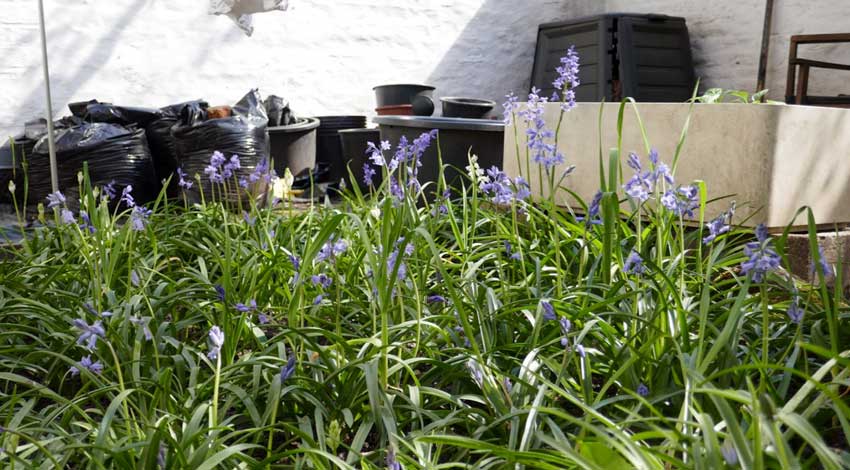 Spring has sprung - Diary of a Brussels Kitchen Garden