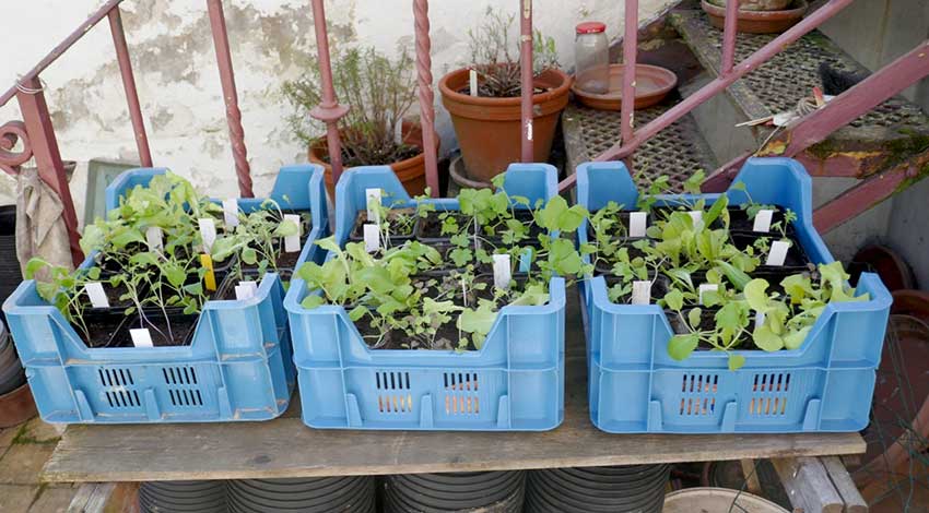 April: Still waiting for spring - Diary of a Brussels Kitchen Garden