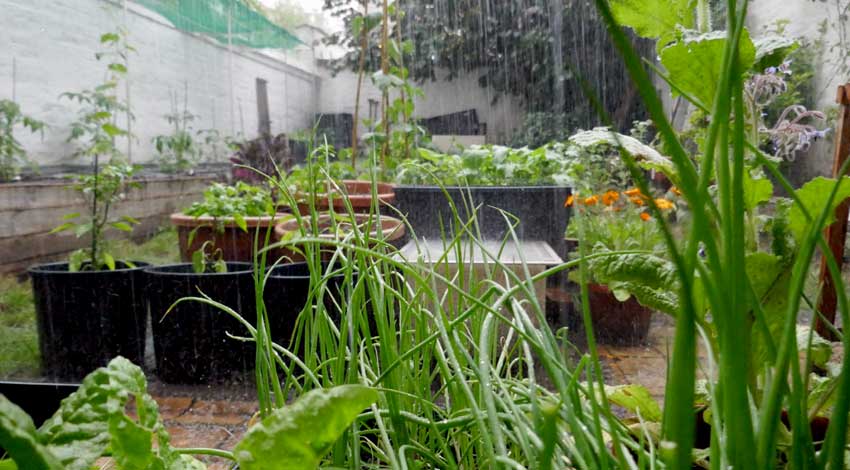 Summer showers - Diary of a Brussels Kitchen Garden