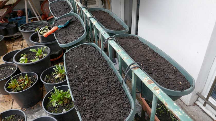 March: Waiting for spring - Diary of a Brussels Kitchen Garden