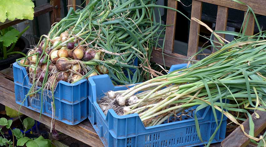 Winter planting - Diary of a Brussels Kitchen Garden