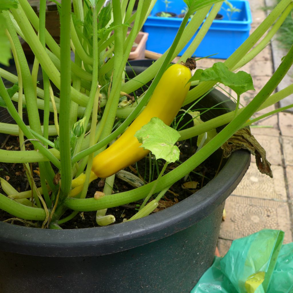 Courgette damage - Diary of a Brussels Kitchen Garden