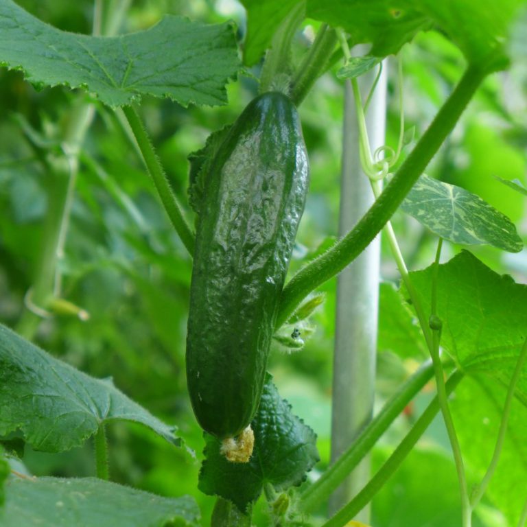 First cucumbers - Diary of a Brussels Kitchen Garden