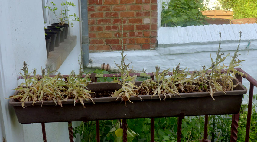 Roasted lettuce (when to give up) - Diary of a Brussels Kitchen Garden