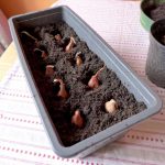 Starting shallots - Diary of a Brussels Kitchen Garden