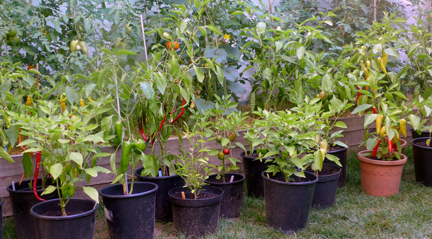 Summer colours (Chilli Peppers Gallery) - Diary of a Brussels Kitchen ...