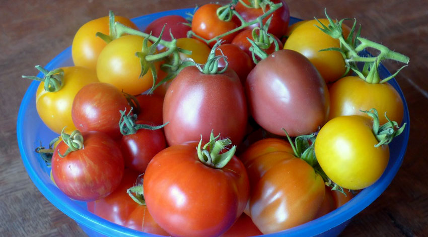 Summer colours (Tomatoes Gallery) - Diary of a Brussels Kitchen Garden