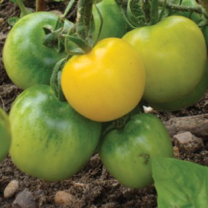 Raised bed Tomato - Diary of a Brussels Kitchen Garden