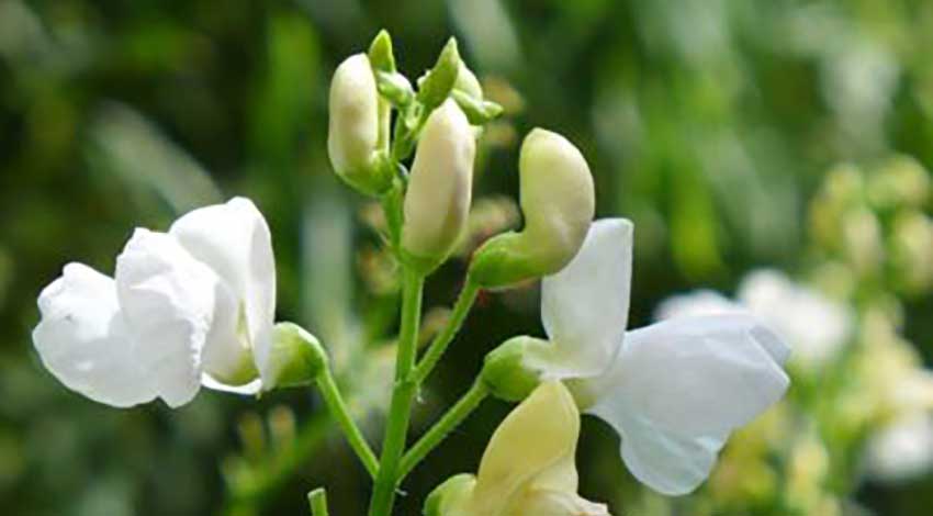 Beans Flowers - Diary of a Brussels Kitchen Garden