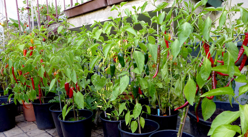 Garden to plate - Diary of a Brussels Kitchen Garden